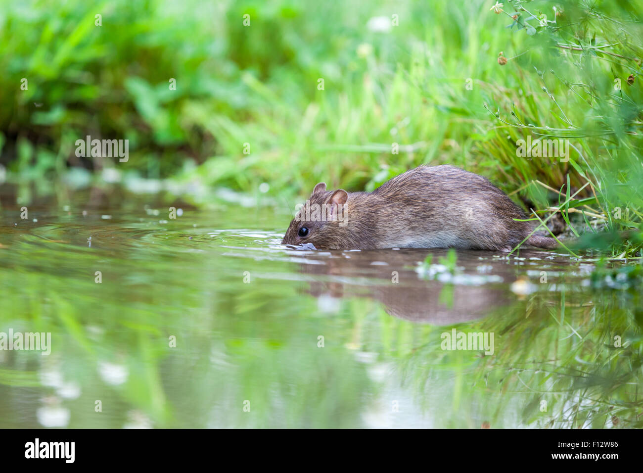 an rat drink water in the lake of the park Stock Photo - Alamy