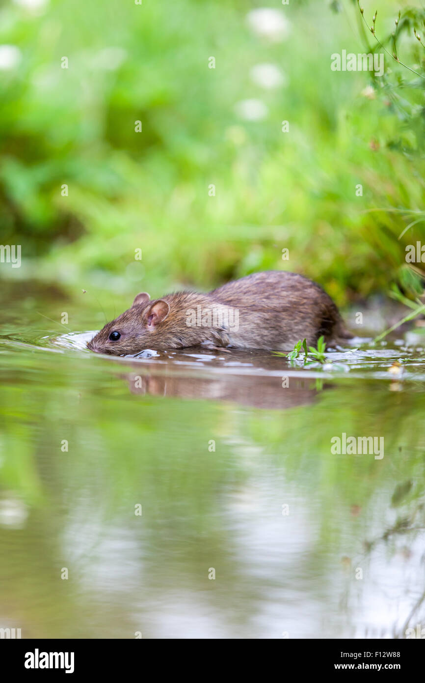 an rat drink water in the lake of the park Stock Photo - Alamy