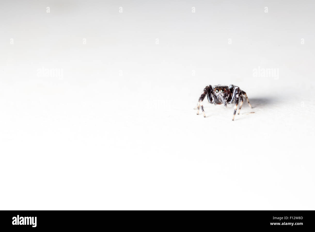 on the kitchen floor there is a Jumping spider Stock Photo - Alamy