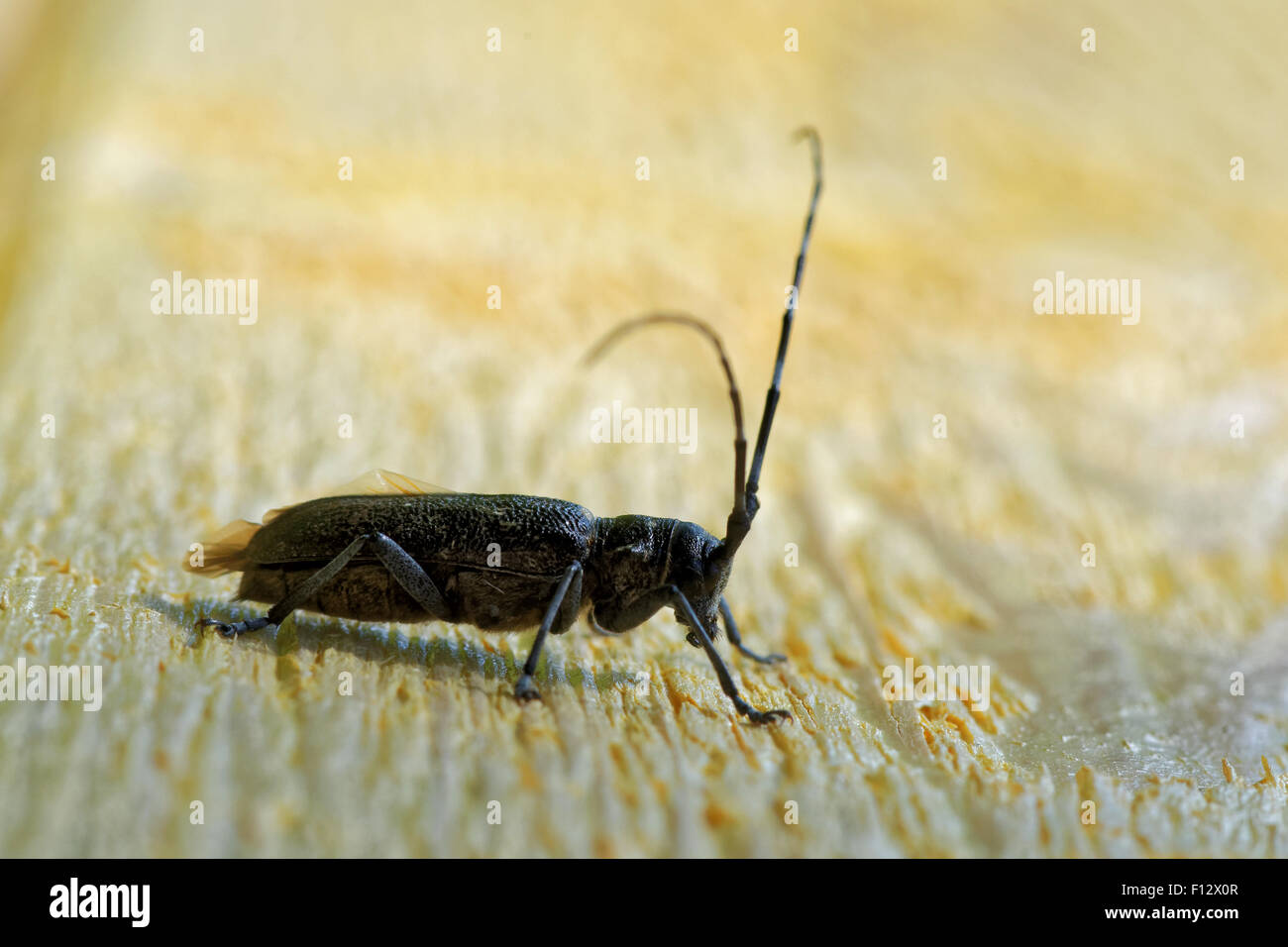 Monochamus hi-res stock photography and images - Alamy