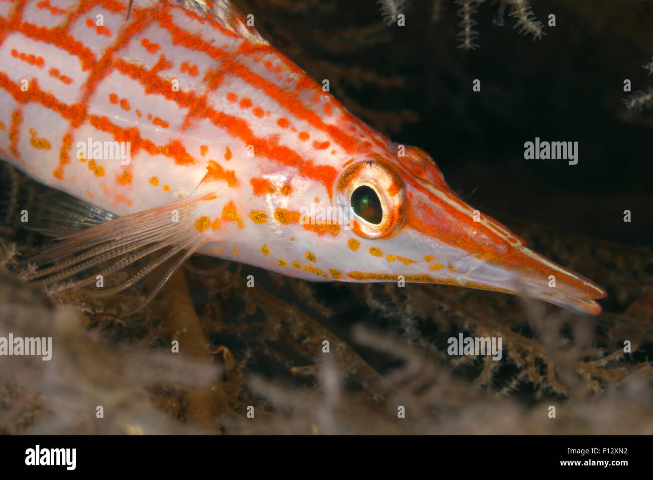 Yellow hawkfish hi-res stock photography and images - Alamy