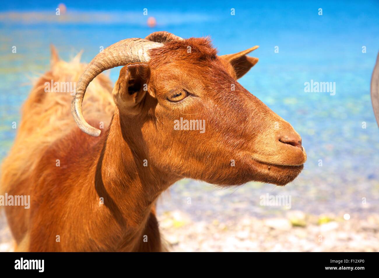 Greece goat hi-res stock photography and images - Alamy