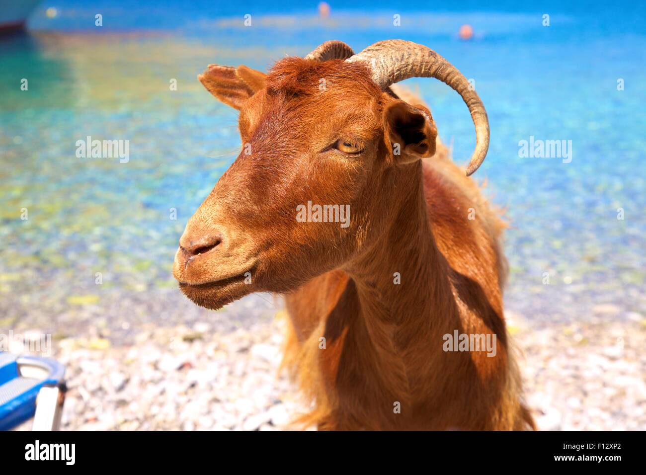Goat At Marathounda Bay, Symi, Dodecanese, Greek Islands, Greece ...