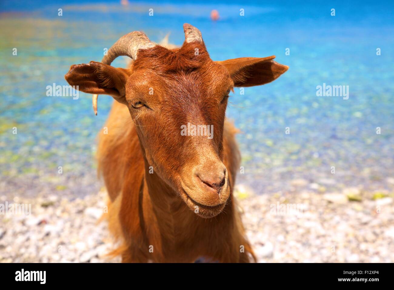 Goat At Marathounda Bay, Symi, Dodecanese, Greek Islands, Greece ...