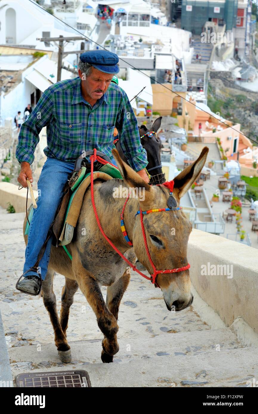 An elderly Donkey Driver in Fira Santorini Greece Stock Photo - Alamy
