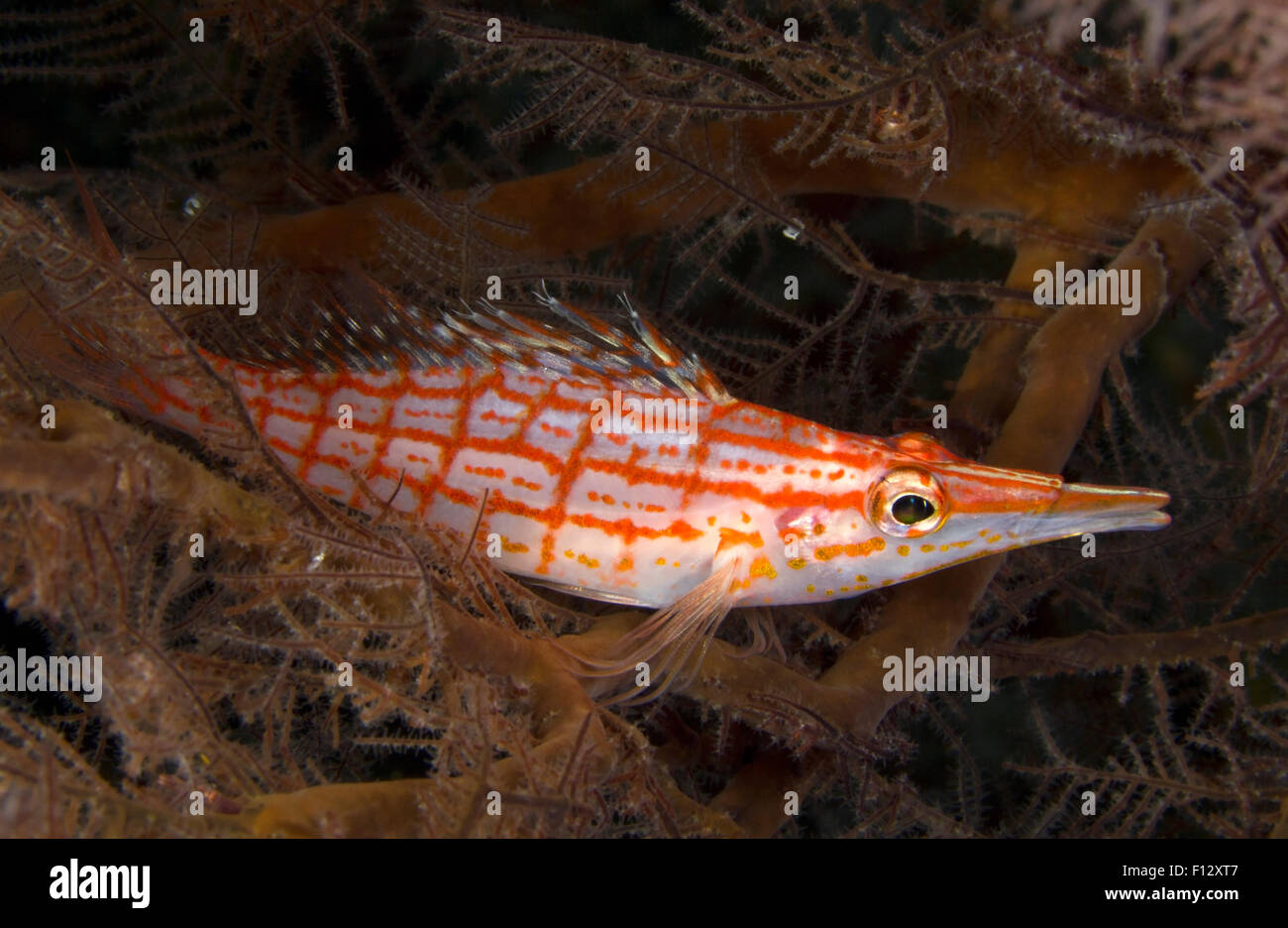 CLOSE-UP VIEW OF HAWKFISH WAITING IN CORAL REEF CLEAR WATER Stock Photo ...