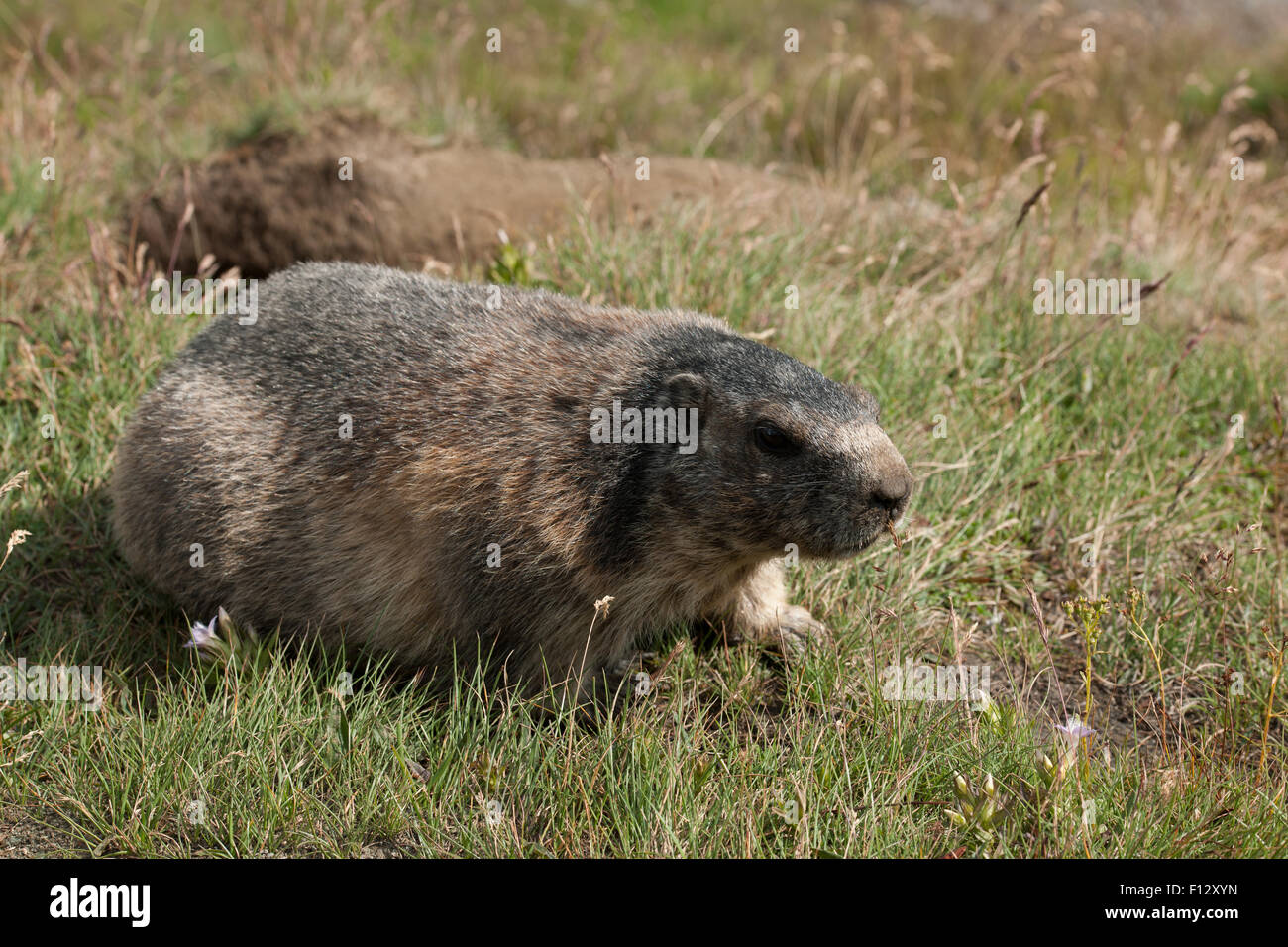 marmot in the high mountains of Austria Stock Photo - Alamy