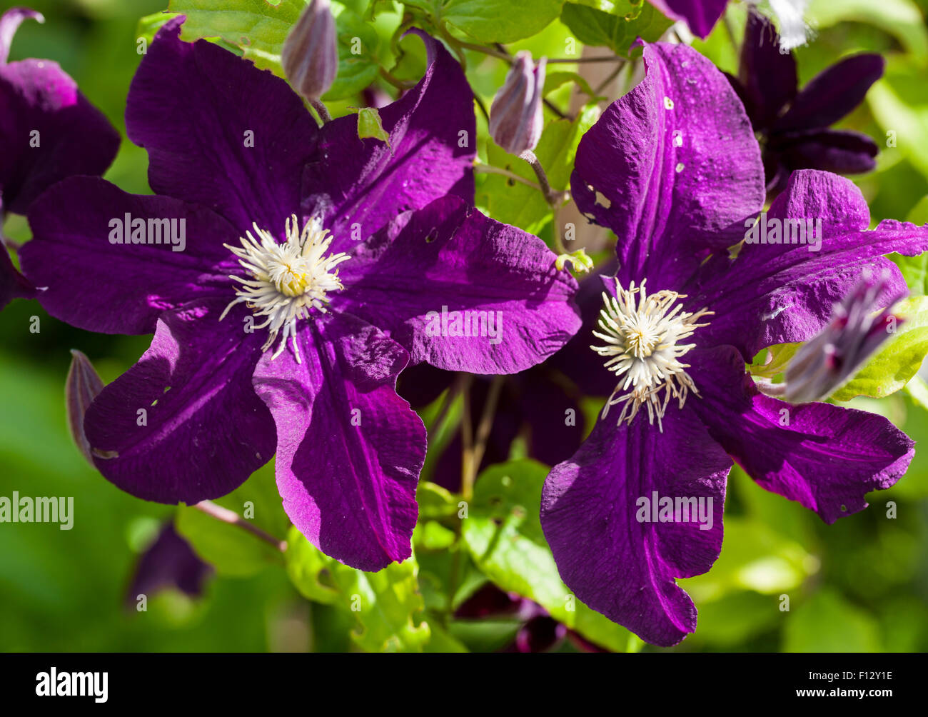 Clematis "Rouge Cardinal Stock Photo - Alamy