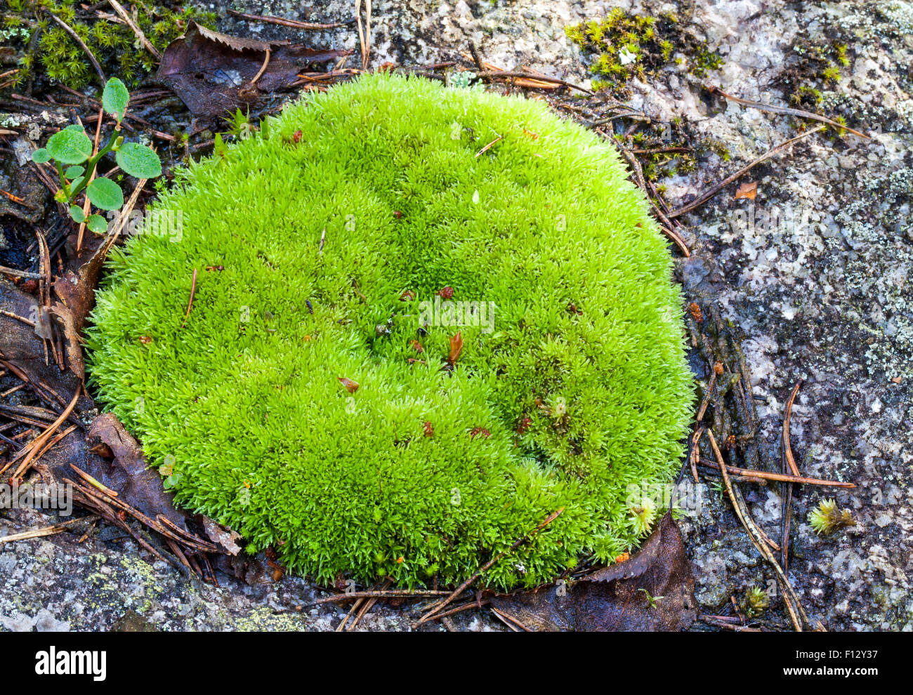 White Cushion Moss (Leucobryum glaucum Stock Photo - Alamy