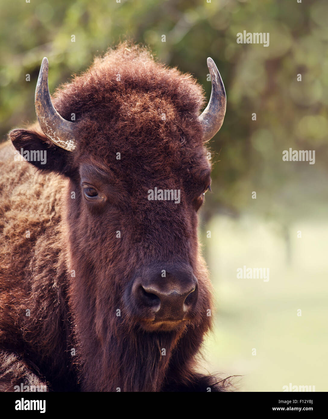 American bison closeup hi-res stock photography and images - Alamy