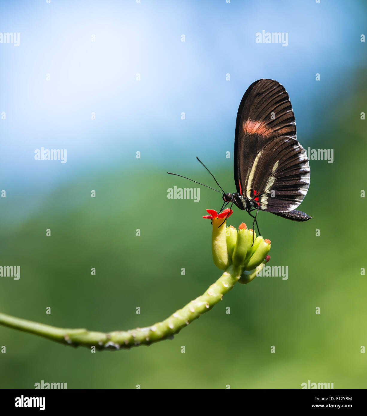 The Red postman butterfly (Heliconius erato) feeding on garden flowers ...