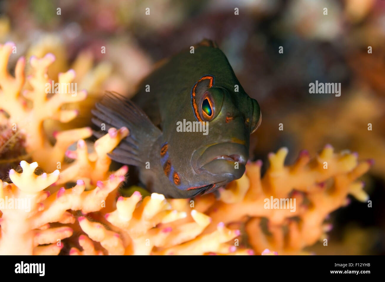 Yellow hawkfish hi-res stock photography and images - Alamy