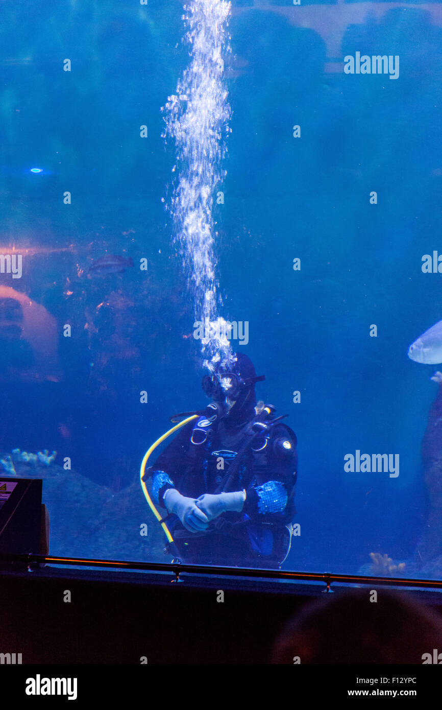 Scuba Diver feeding the fish at the The national marine Aquarium ...