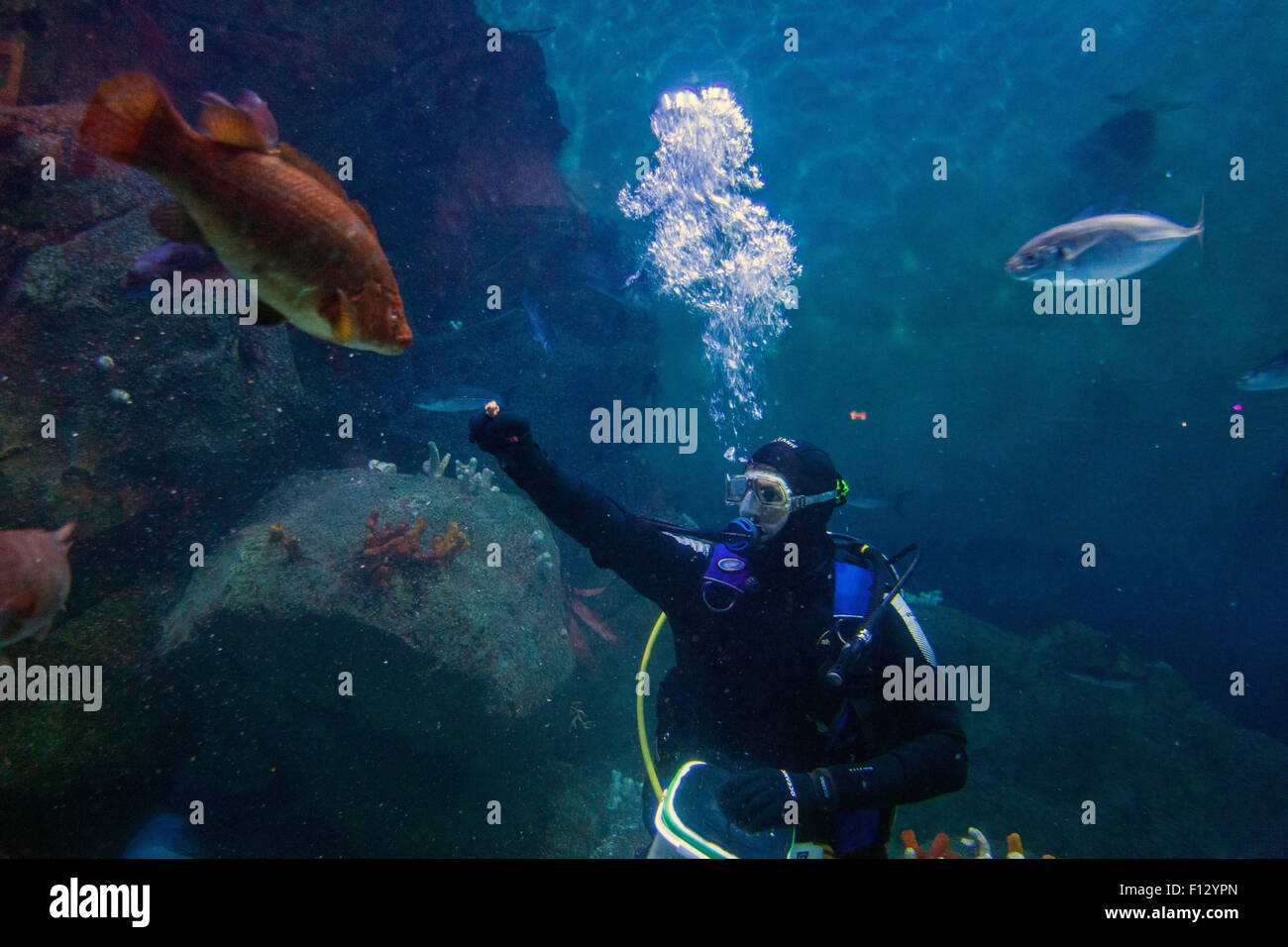 Scuba Diver feeding the fish at the The national marine Aquarium ...