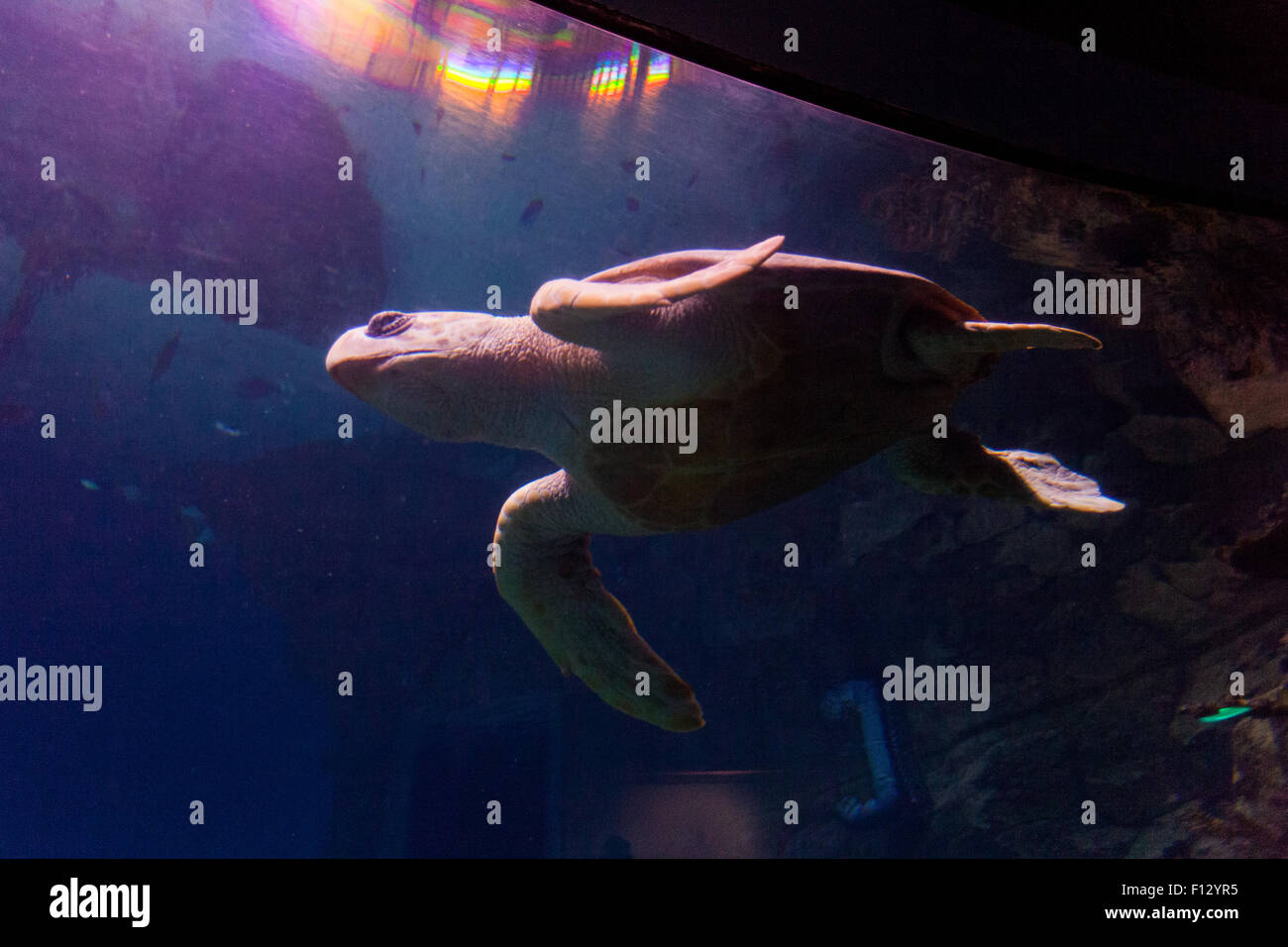 The loggerhead turtle at the national marine aquarium hi-res stock ...