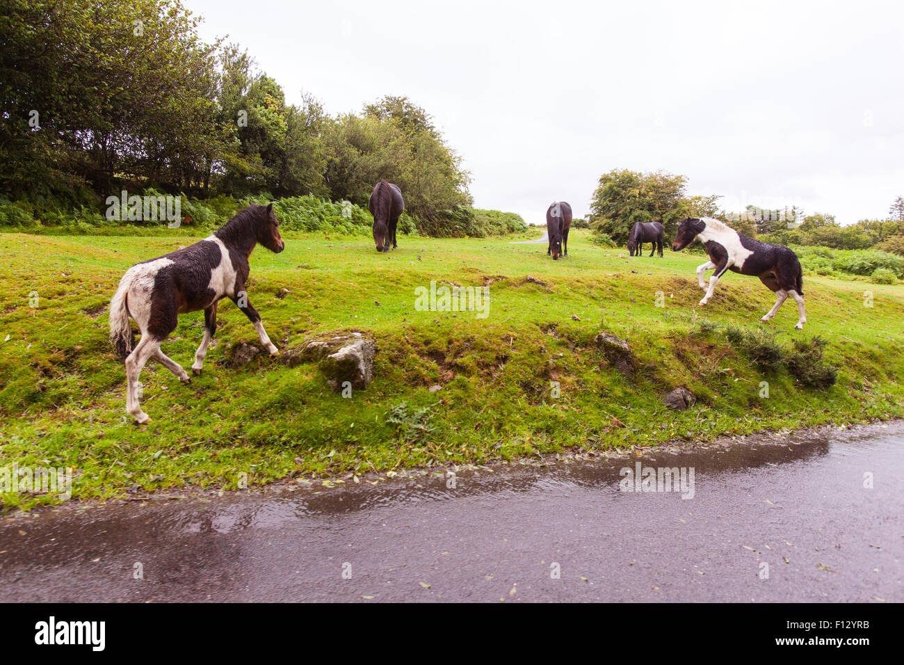 Cows near Dumpdon Hill a Iron Age hill fort near Honiton in Devon ...
