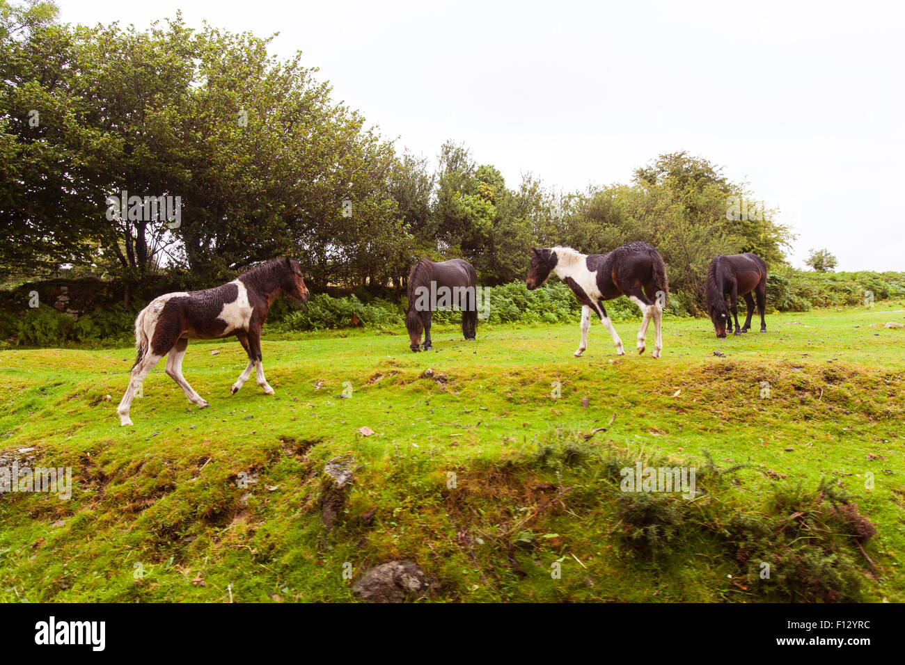 Dumpdon hill hi-res stock photography and images - Alamy
