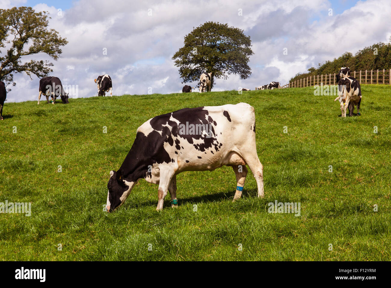 Cows near Dumpdon Hill a Iron Age hill fort near Honiton in Devon ...