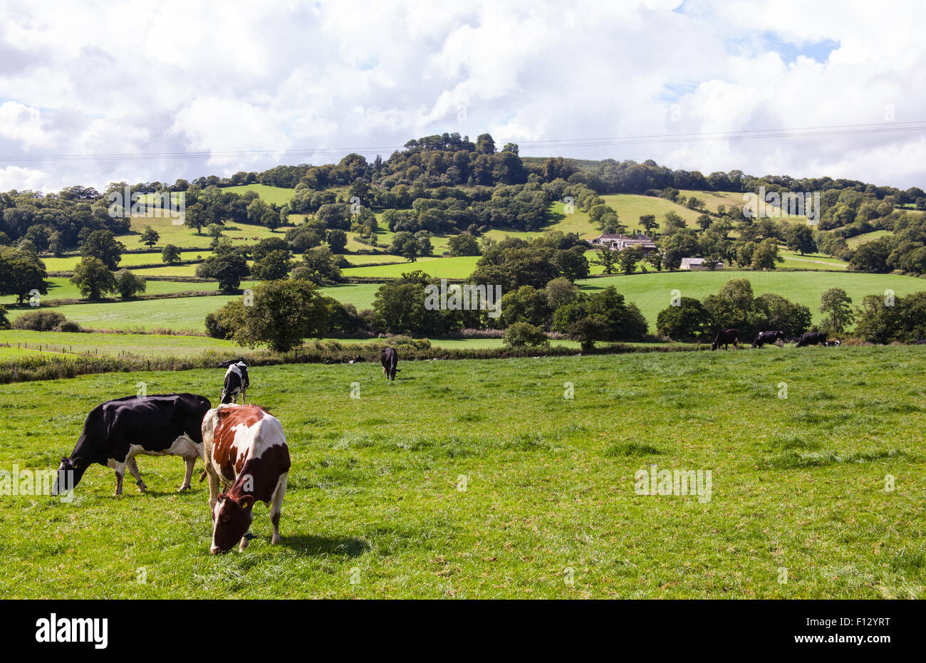 Cows near Dumpdon Hill a Iron Age hill fort near Honiton in Devon ...