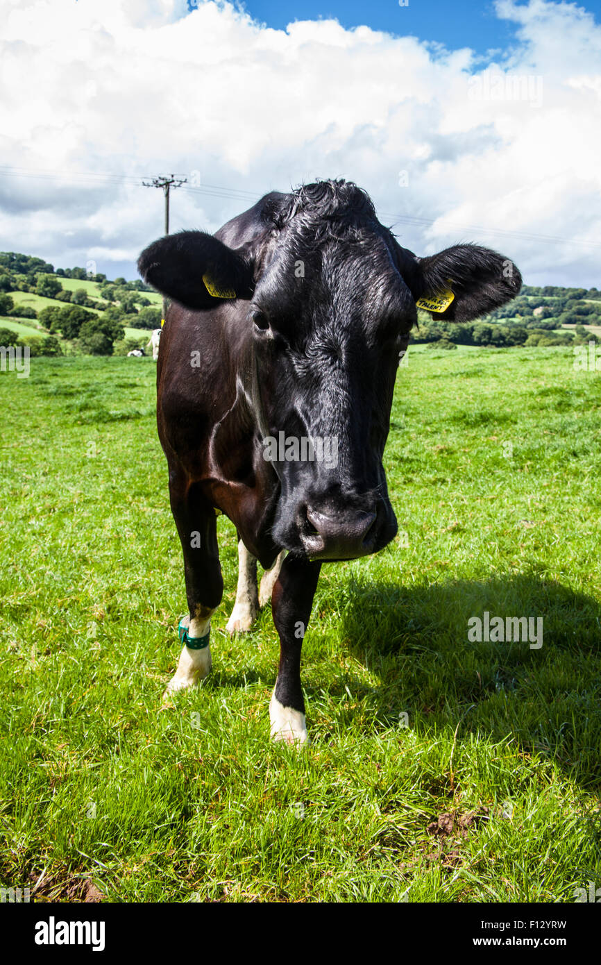Cows near Dumpdon Hill a Iron Age hill fort near Honiton in Devon ...