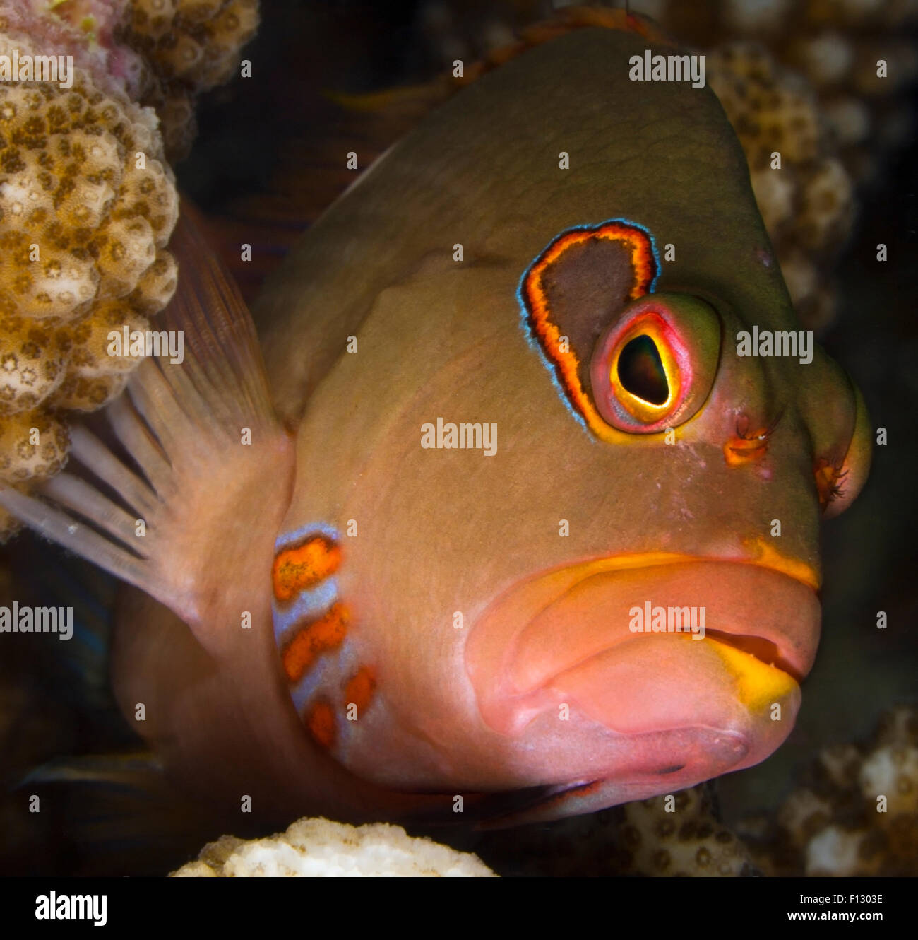 VERY CLOSE-UP FACE VIEW OF HAWKFISH WAITING ON CORAL REEF Stock Photo ...