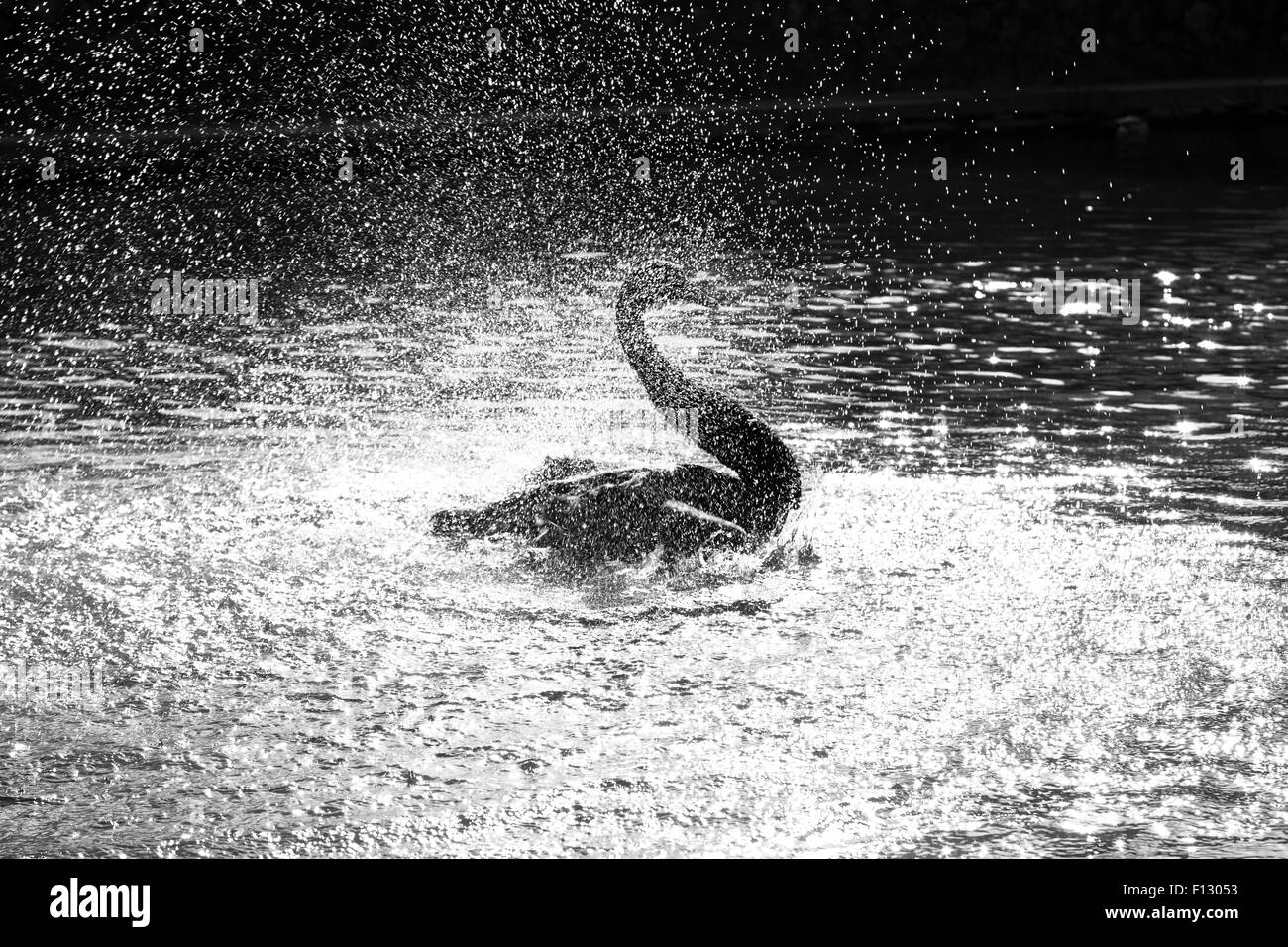 Black swan in river Dawlish Brook at Dawlish, South Devon, England, UK ...