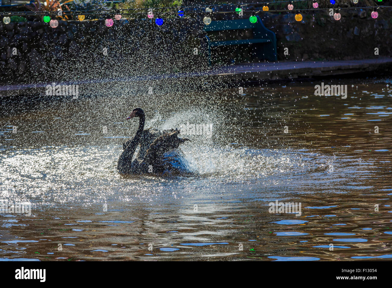 Black swan in river Dawlish Brook at Dawlish, South Devon, England, UK ...