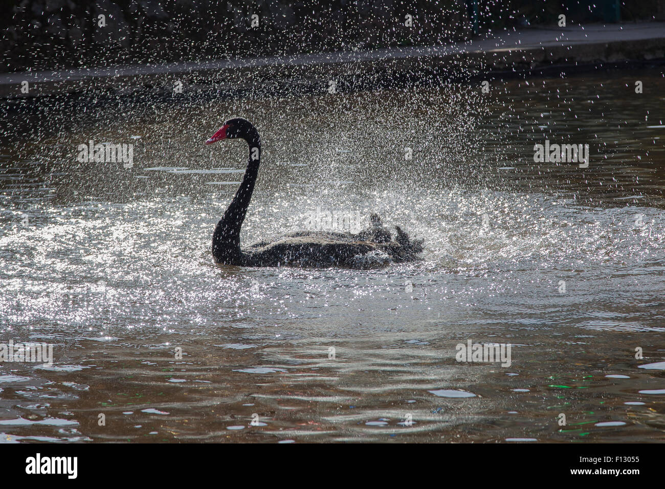 Black swan in river Dawlish Brook at Dawlish, South Devon, England, UK ...