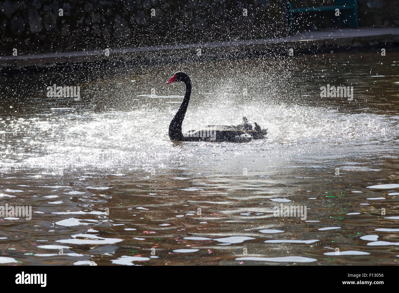 Black swan in river Dawlish Brook at Dawlish, South Devon, England, UK ...