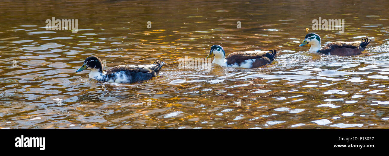 Ducks row hi-res stock photography and images - Alamy