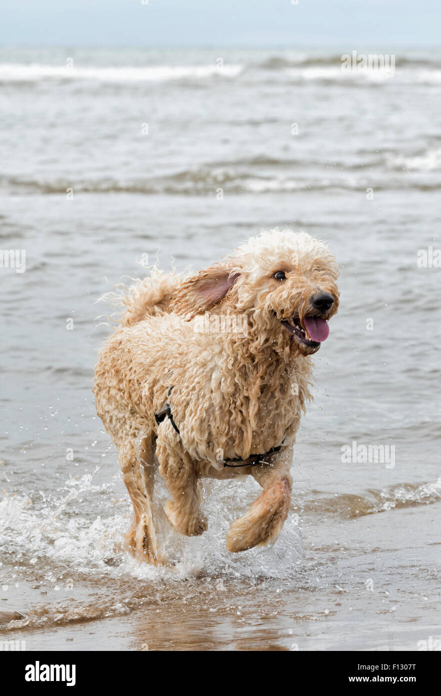 Hairy Labradoodle dog running in the sea. Blackpool, Lancashire Stock ...