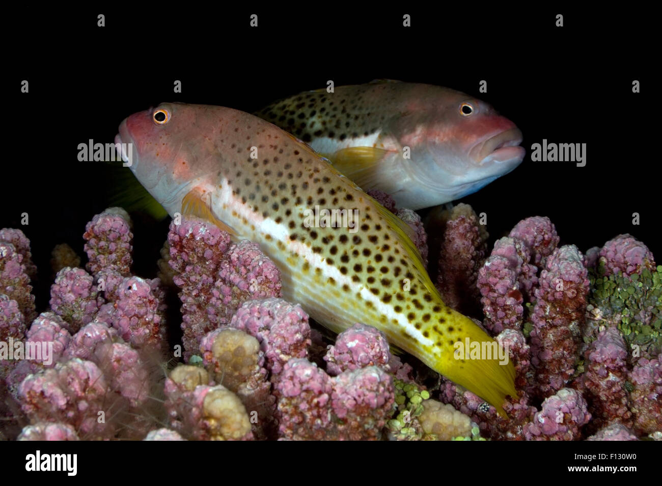 Yellow hawkfish hi-res stock photography and images - Alamy