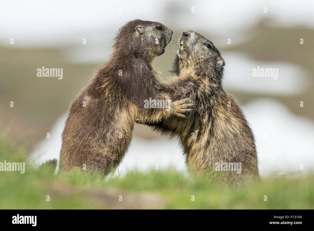 Two alpine marmots (Marmota marmota) fighting, High Tauern National Park, Carinthia, Austria ...