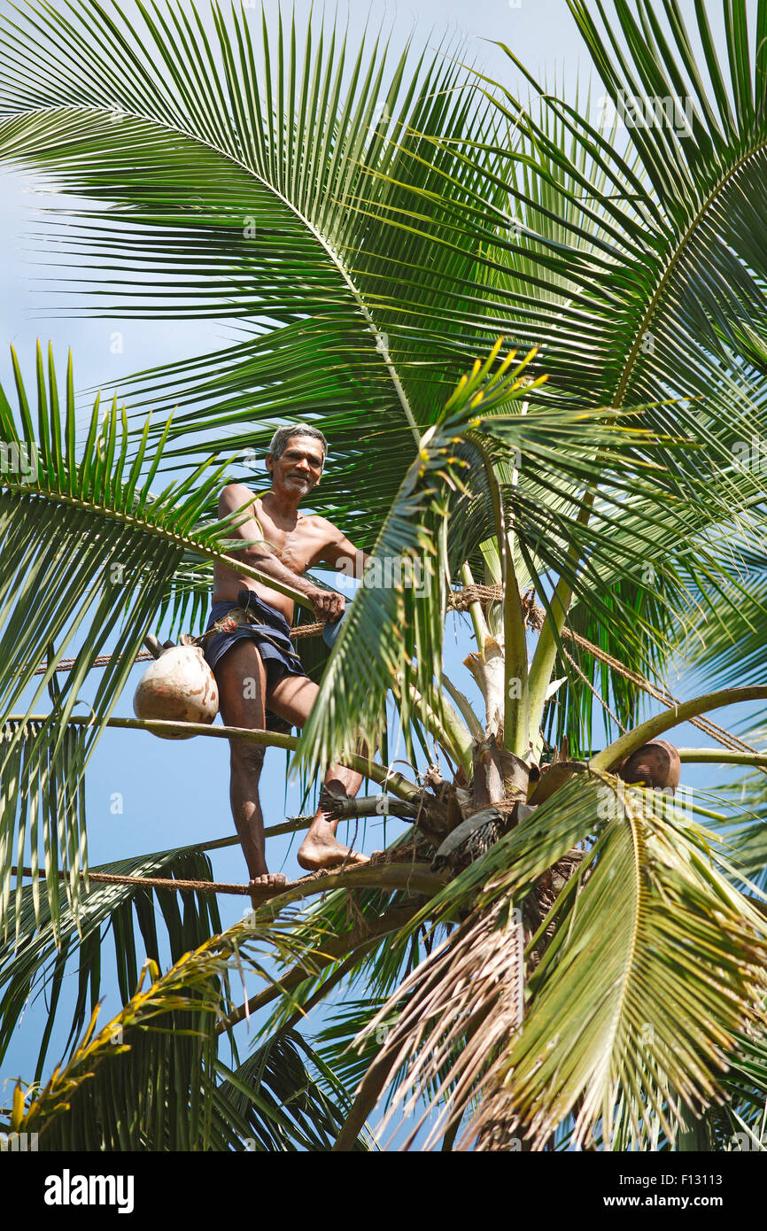 Toddy Tapper on coconut tree collecting palm juice, Wadduwa, Western ...