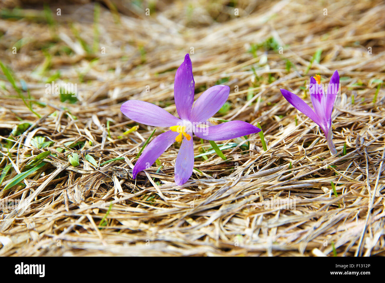 Spring flowers, saffron, purple and orange color Stock Photo - Alamy