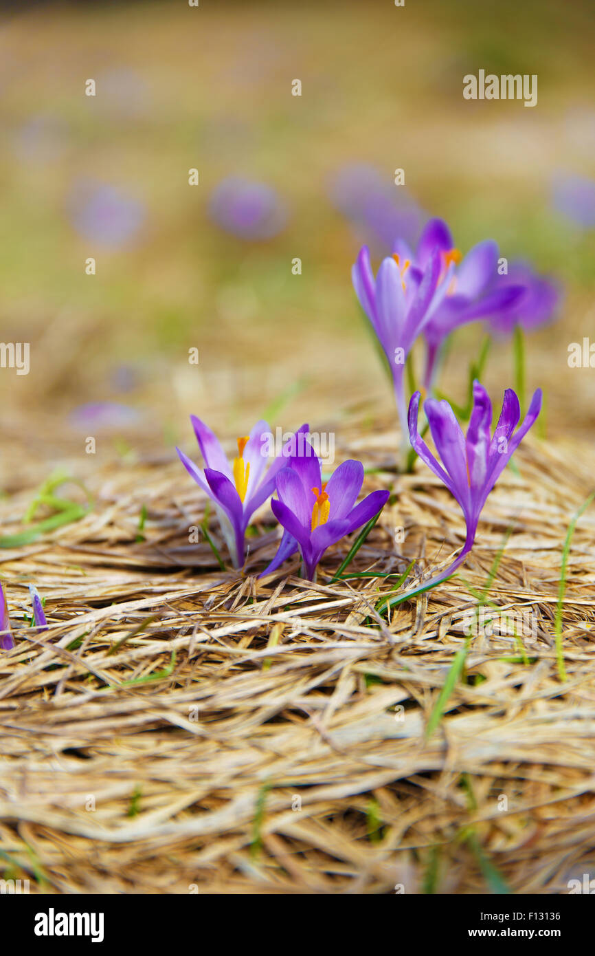 Spring flowers, saffron, purple and orange color Stock Photo - Alamy