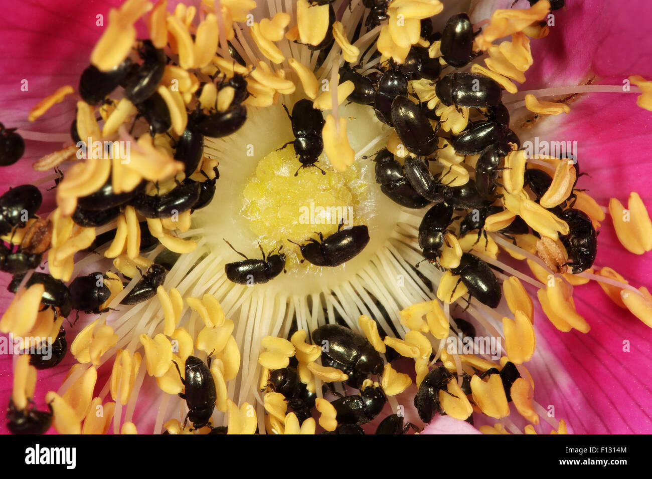 Tiny black beetles feeding on rose flower Stock Photo - Alamy