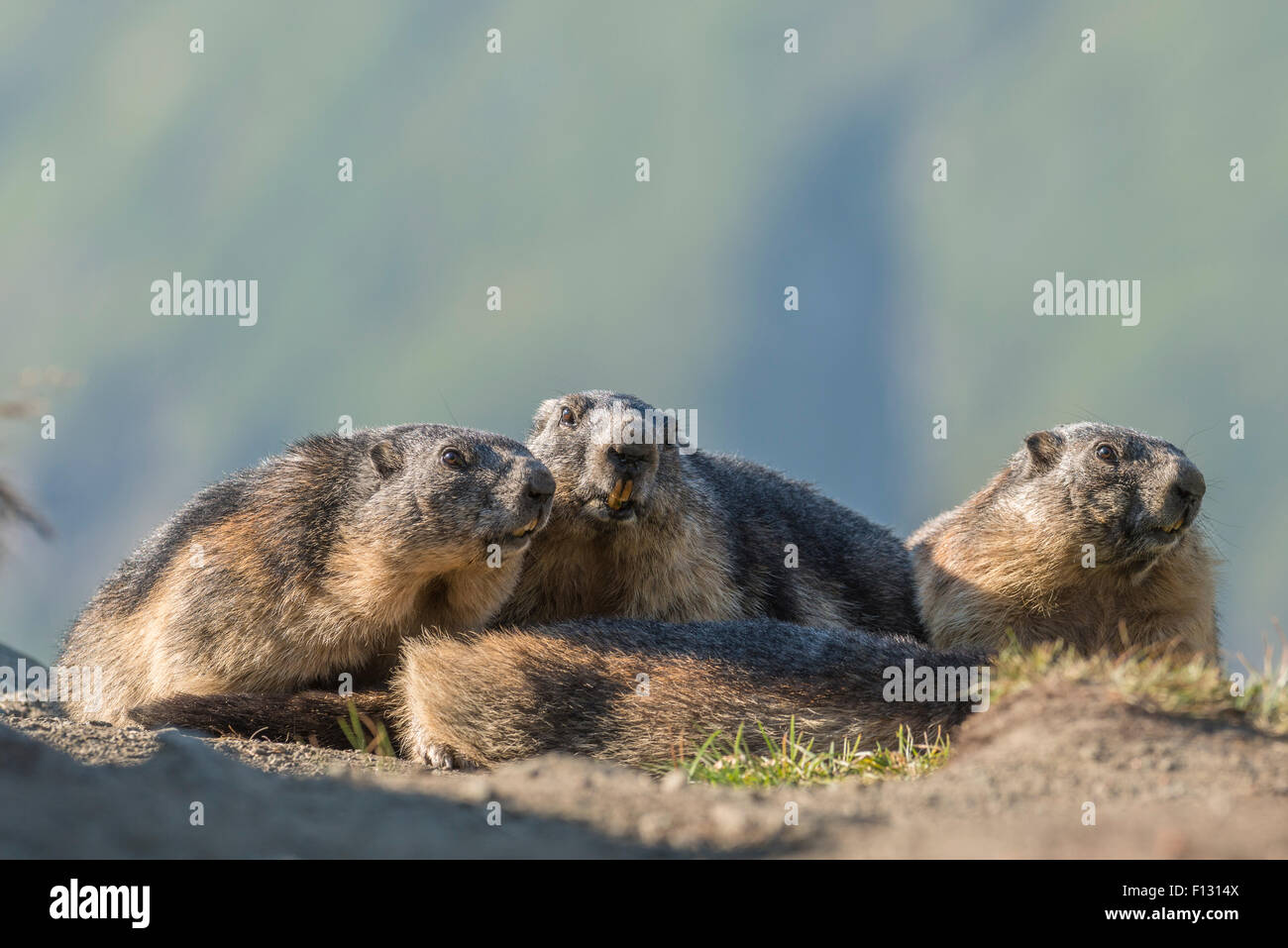 Three alpine marmots (Marmota marmota), High Tauern National Park ...