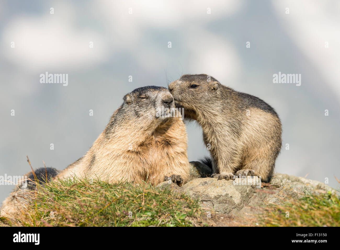 Two alpine marmots (Marmota marmota), mother with pup, High Tauern ...