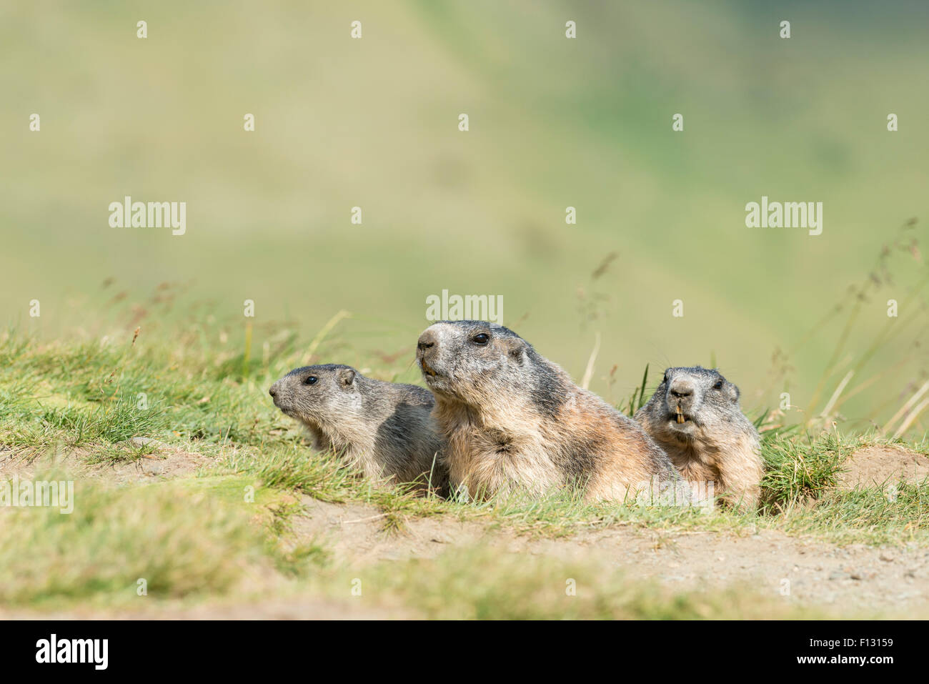 Three alpine marmots (Marmota marmota) peeking out of den, High Tauern ...