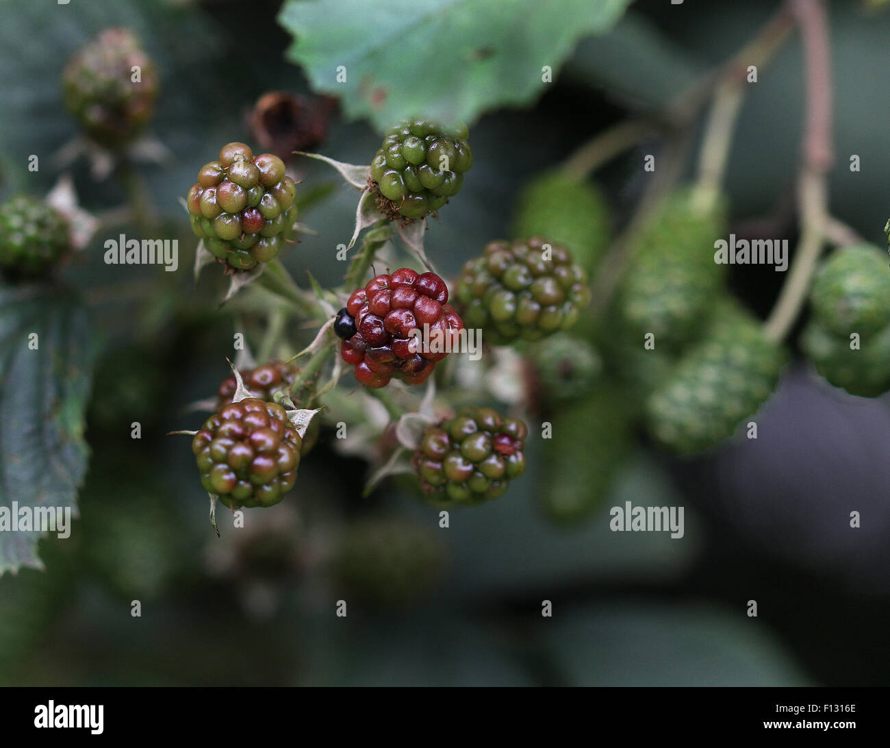 Blackberries ripening on bush Stock Photo - Alamy