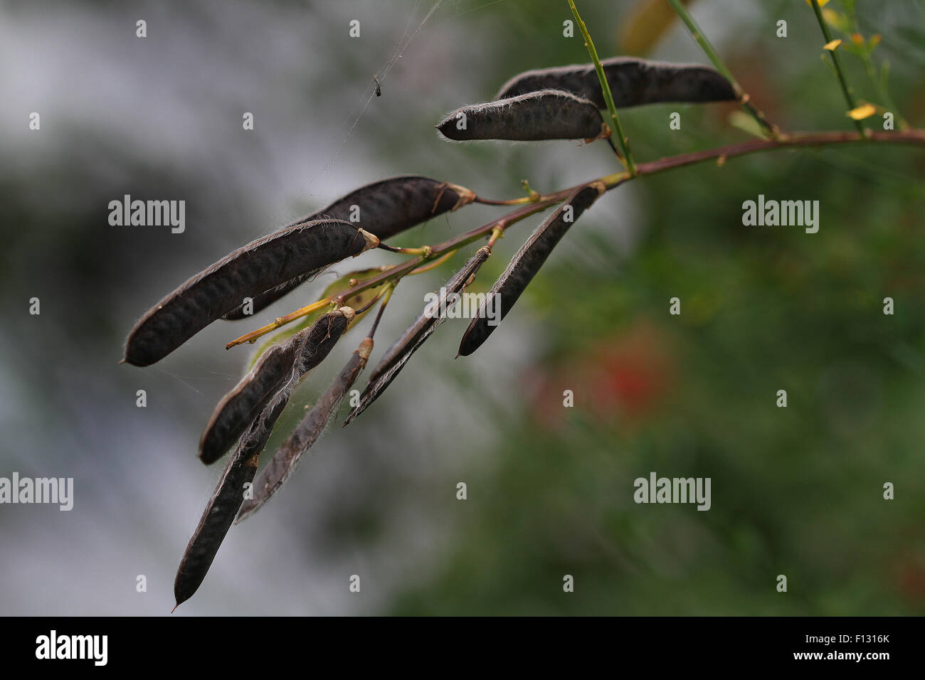 Broom plant seed pods Stock Photo - Alamy