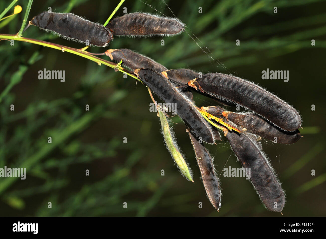 Broom plant seed pods Stock Photo - Alamy
