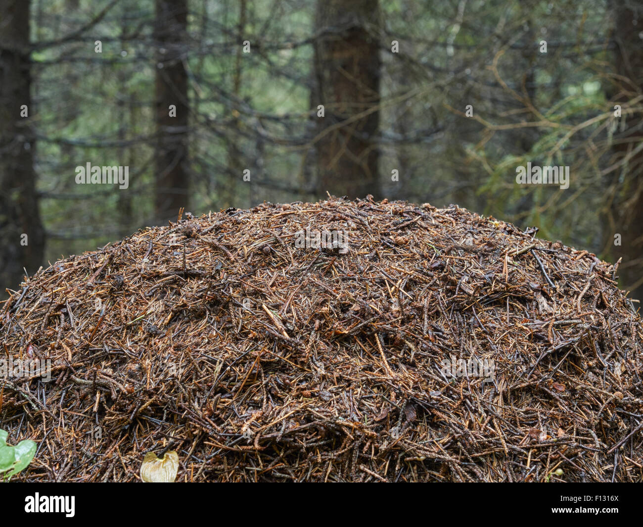 top of huge ant hill in forest Stock Photo - Alamy