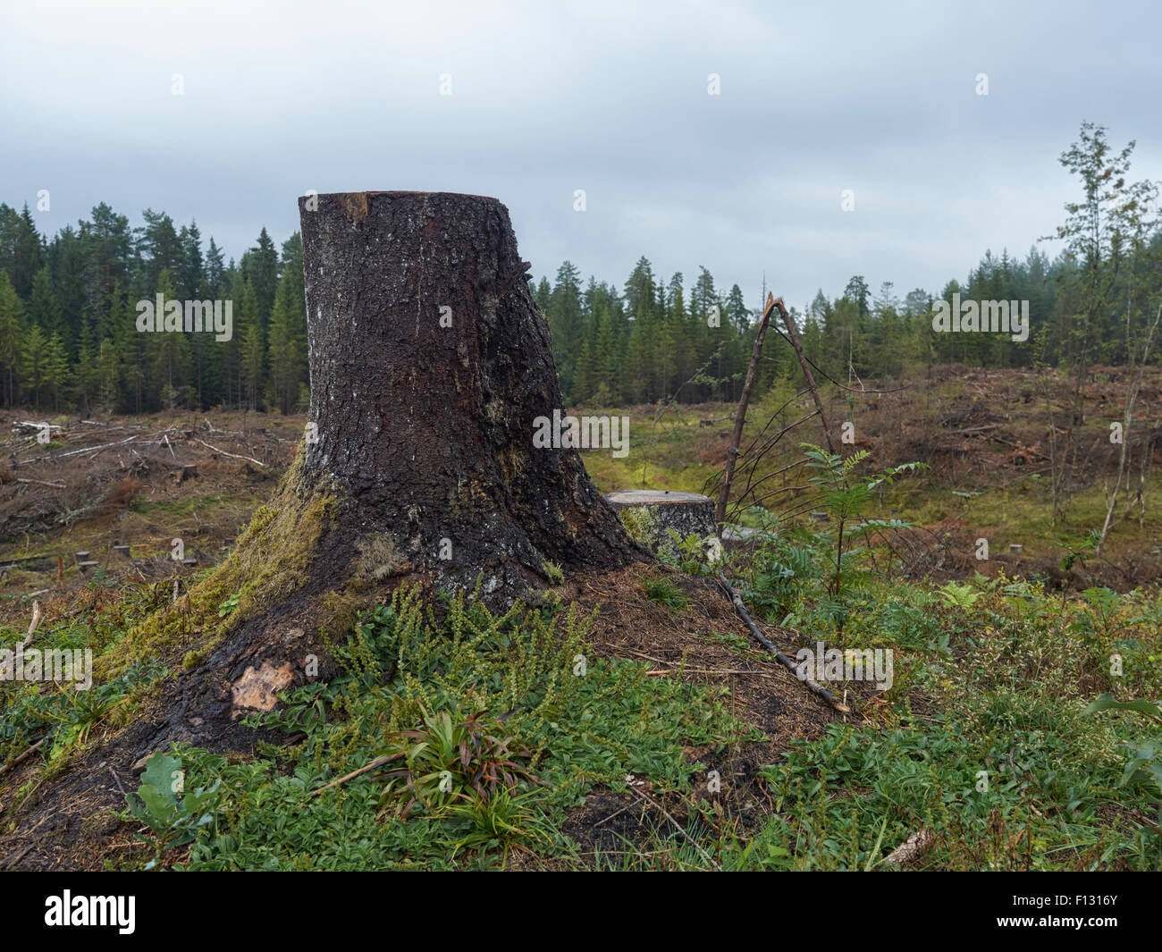 Stub tree hi-res stock photography and images - Alamy