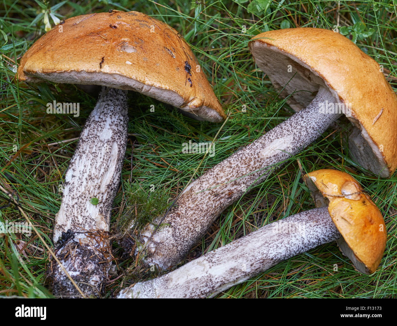 Leccinum quercinum hi-res stock photography and images - Alamy