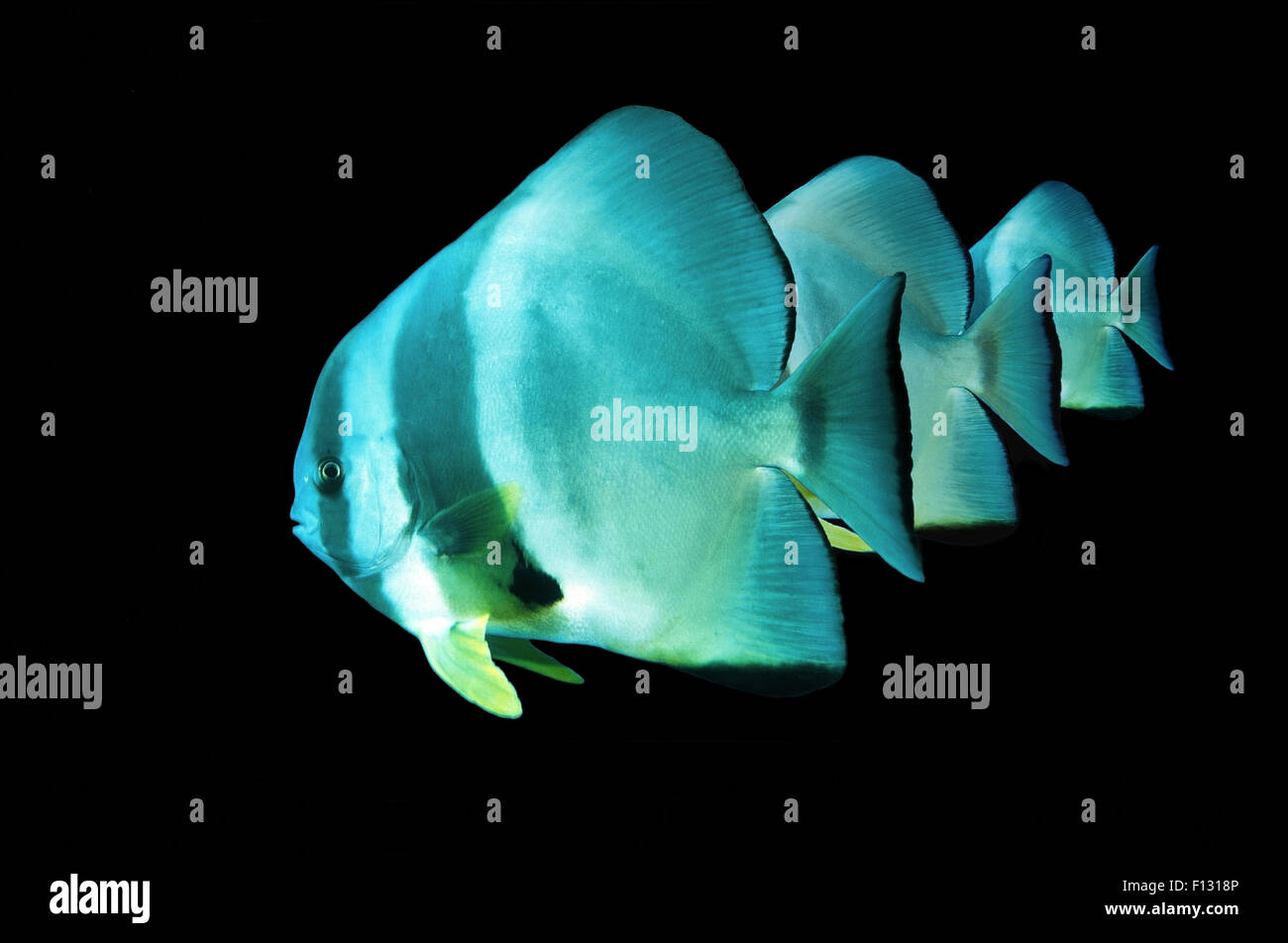 Red Sea, Egypt. 15th Oct, 2014. Three teira batfish, longfin batfish ...