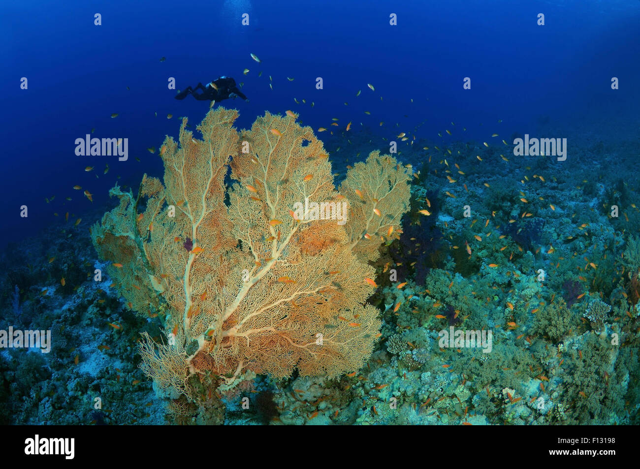 Red coral fans in coral hi-res stock photography and images - Alamy