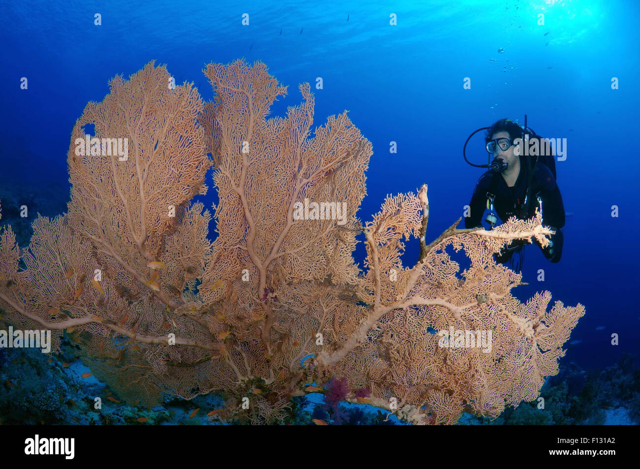 Diver looking red sea fans hi-res stock photography and images - Alamy