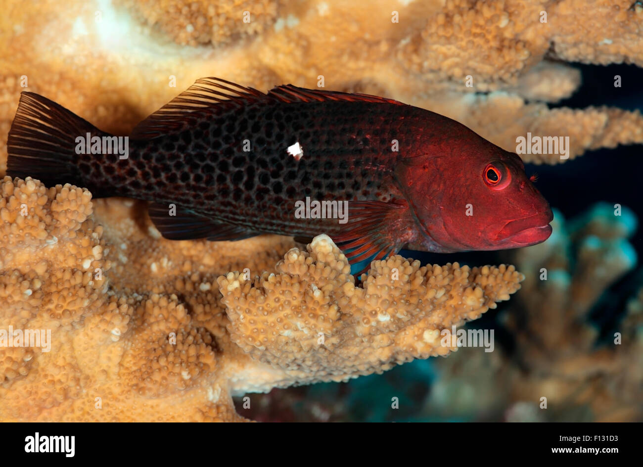 Yellow hawkfish hi-res stock photography and images - Alamy